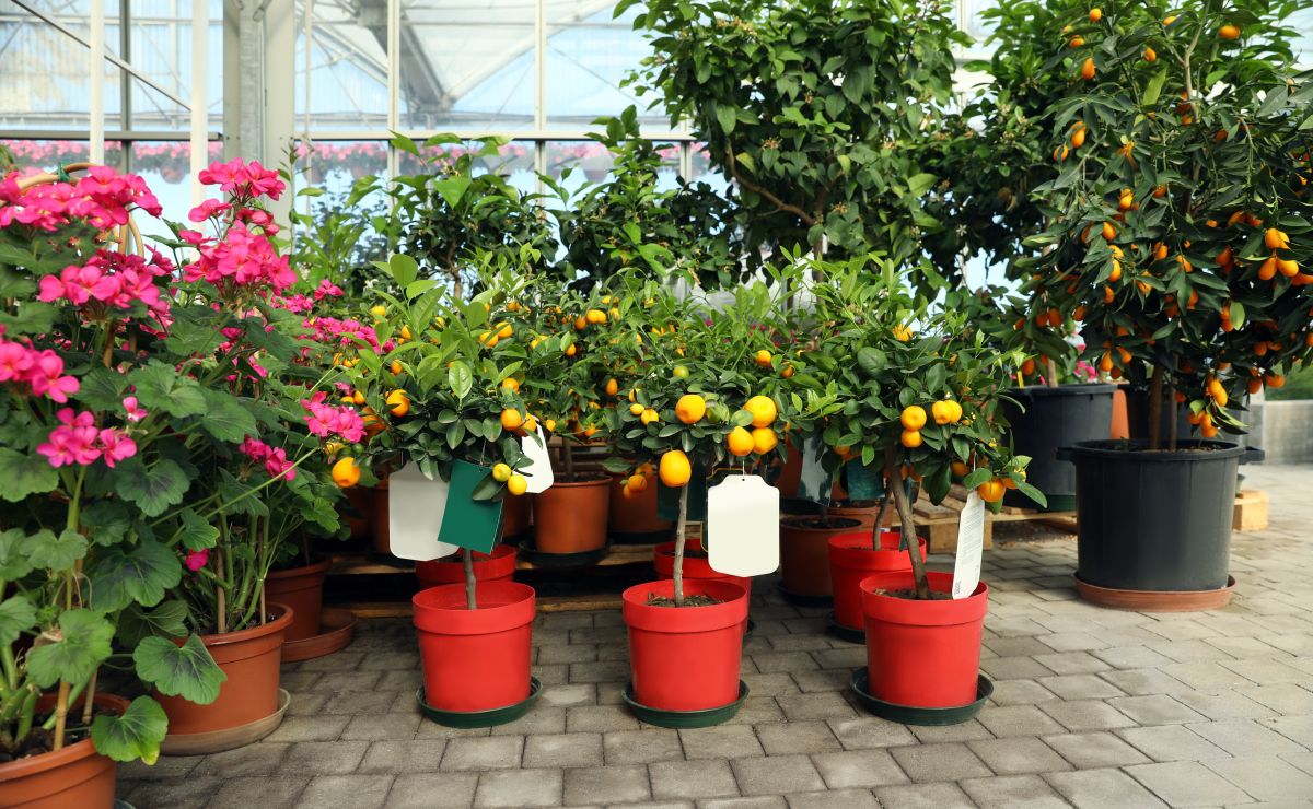 Los mejores árboles frutales para tener en tu jardín - Estar Mejor