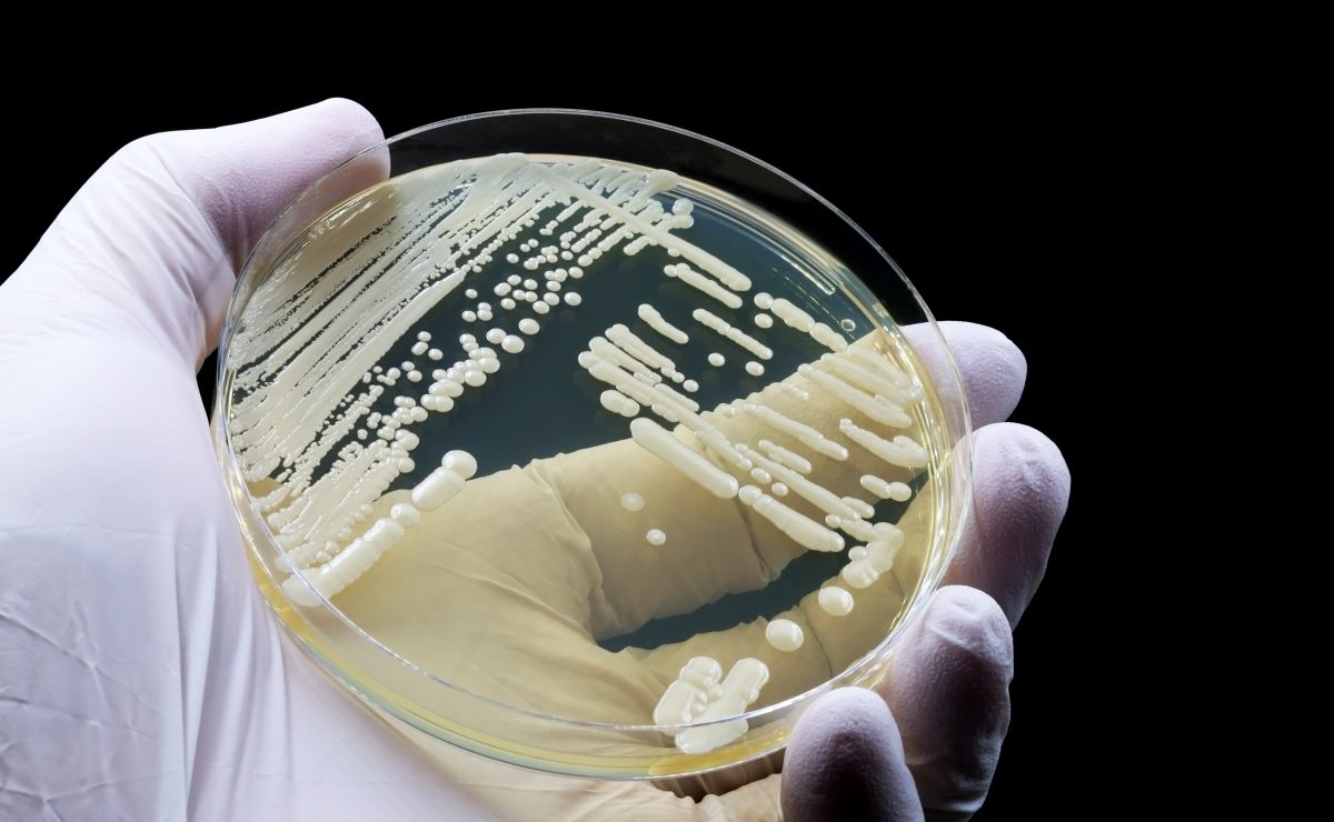 CDC advierte sobre una infección por hongos en Estados Unidos - Estar Mejor